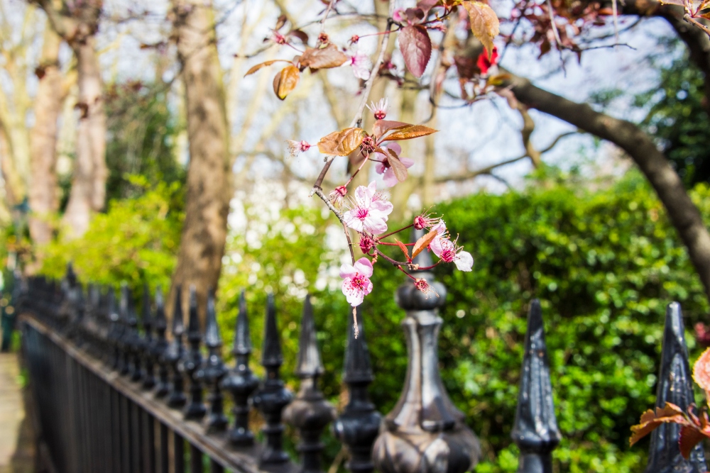 Celebrating the Tree Oscars – Forestry Commission