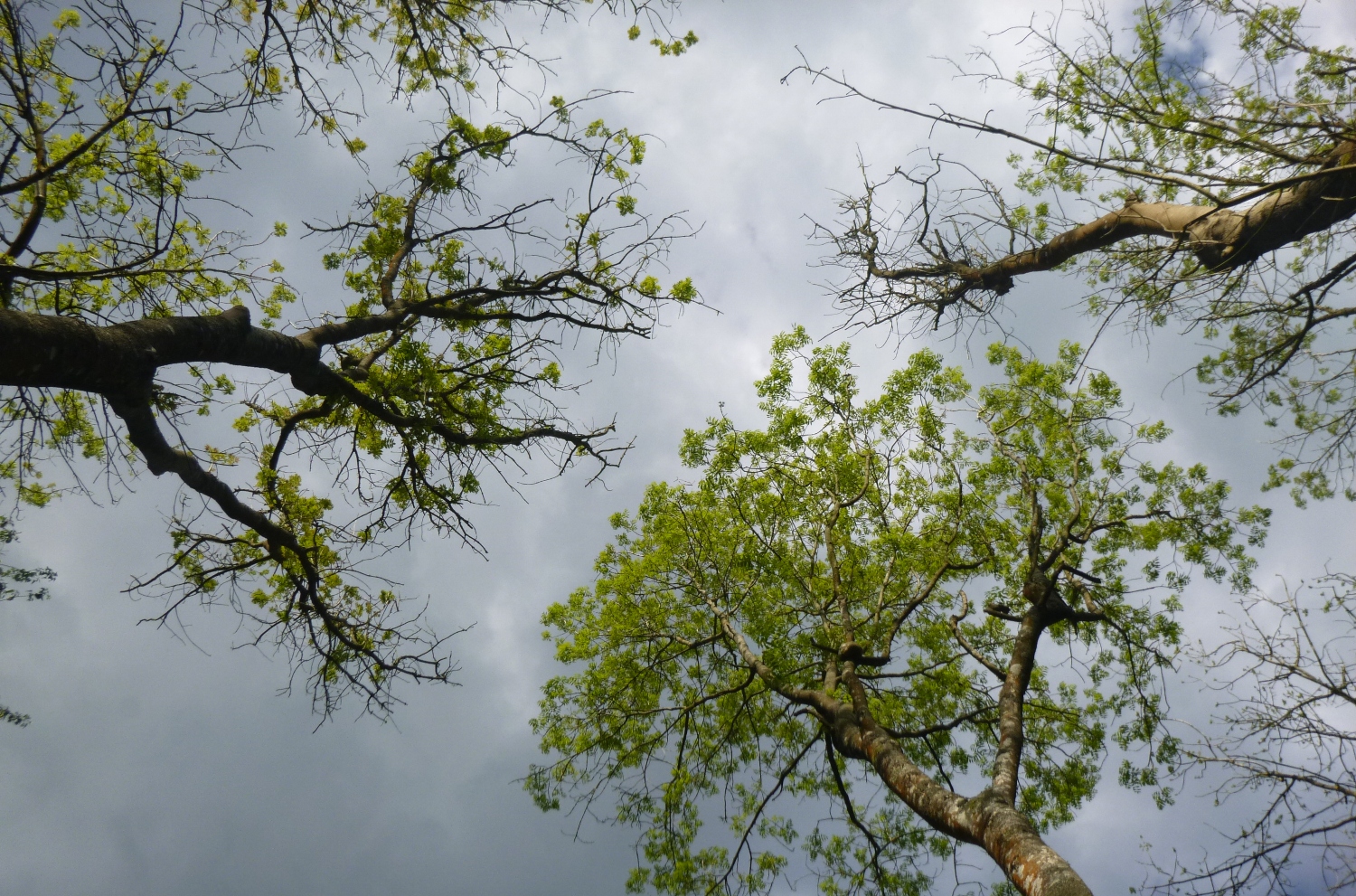 Ash dieback, resilience and a new role in the Forestry Commission ...