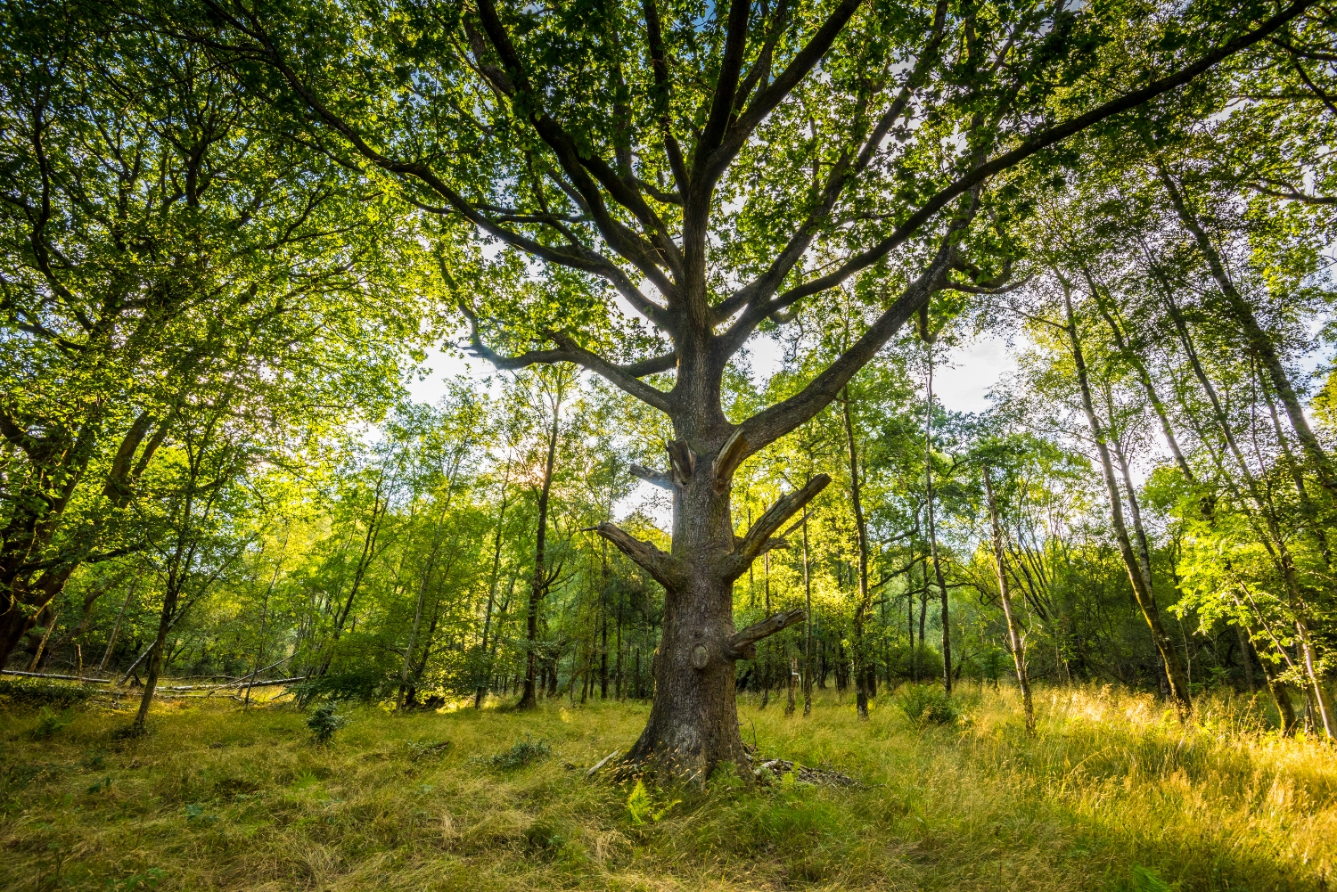 Have your say about environmental change – Forestry Commission