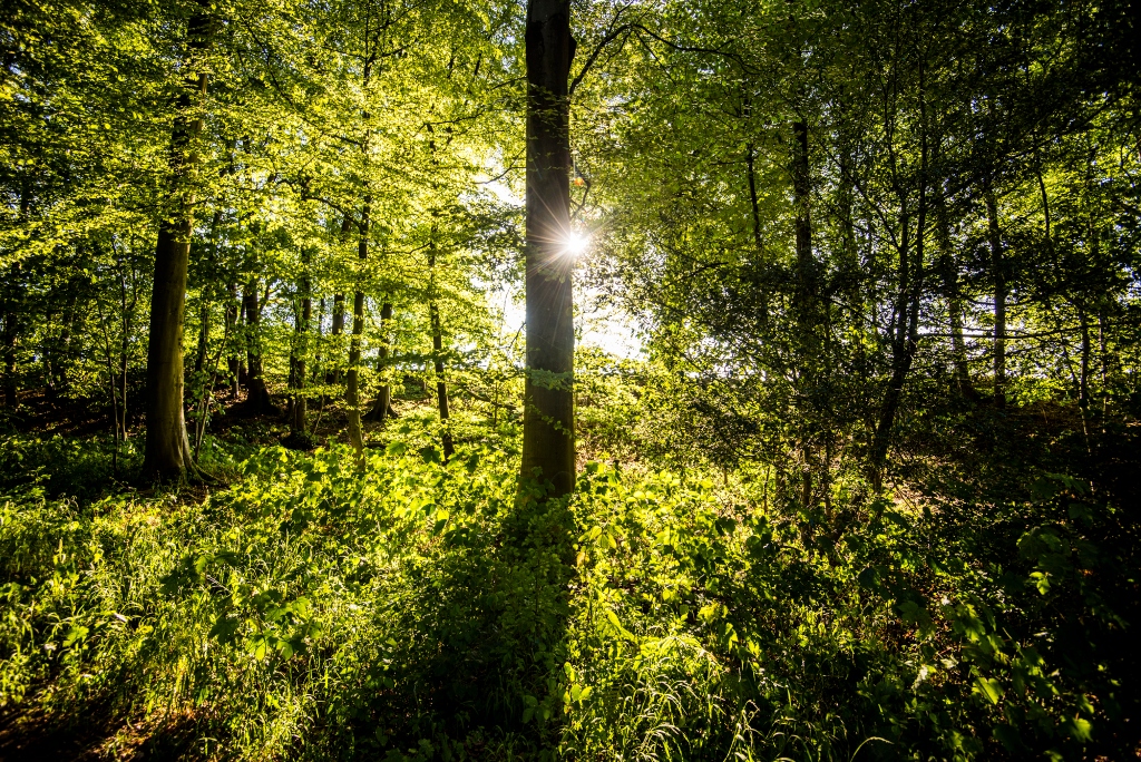 Is your forest fit for the future? – Forestry Commission