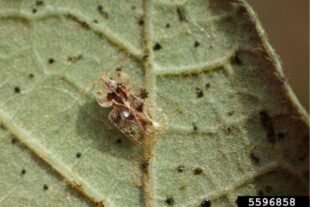 Biosecurity – Forestry Commission