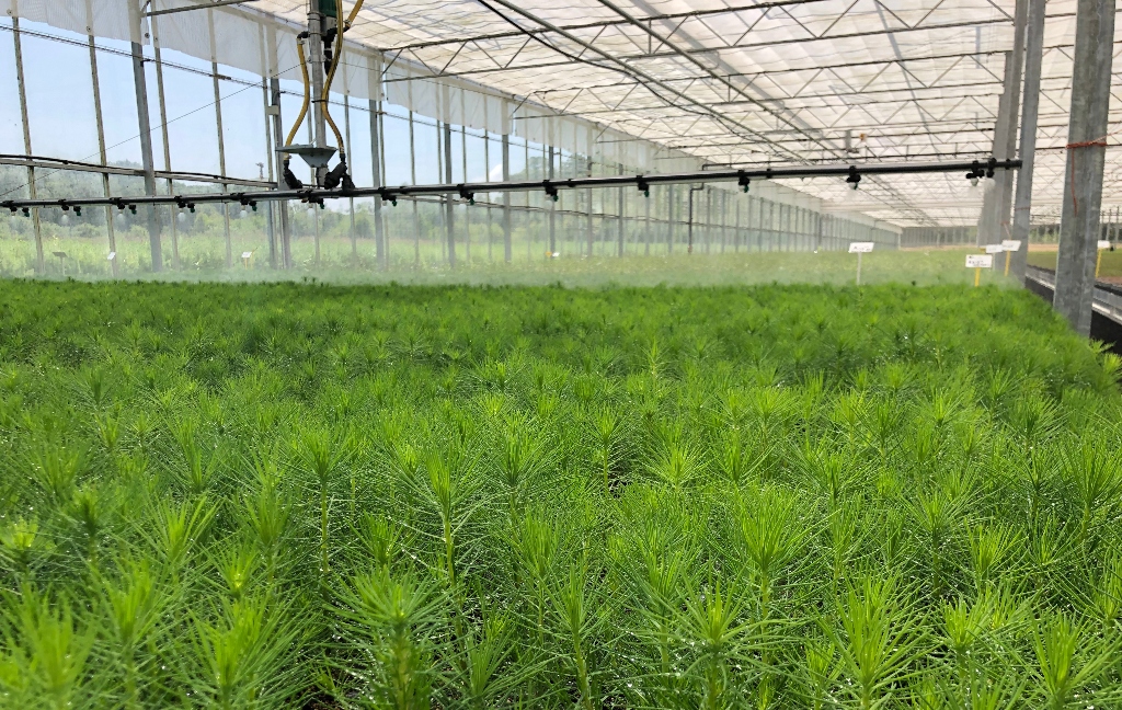 Tree Production Innovation Fund Success Stories – Forestry Commission