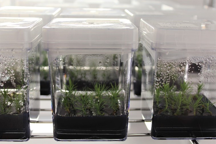 Tree Production Innovation Fund Success Stories – Forestry Commission