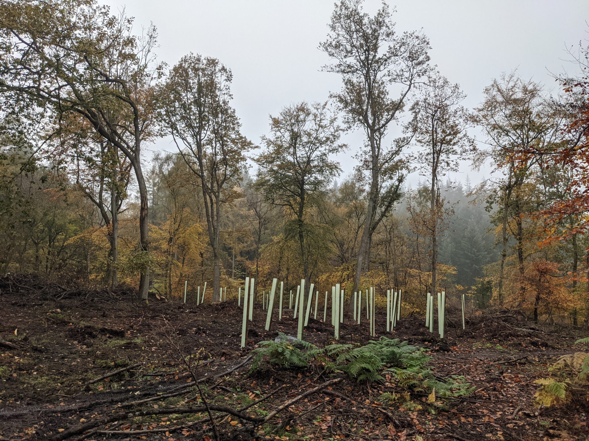 Woods into Management Forestry Innovation Funds projects. – Forestry ...