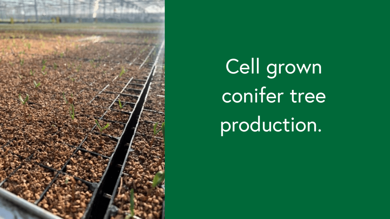 Tree Production Innovation Fund – Third spotlight on successful ...