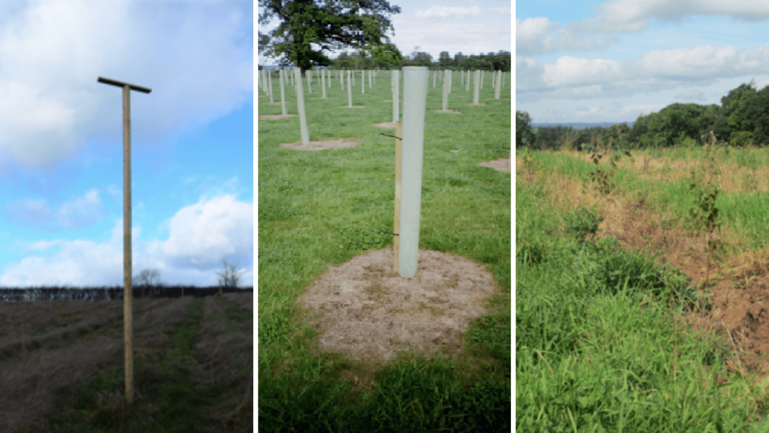 Tree protection – thinking about risks and opportunities – Forestry ...