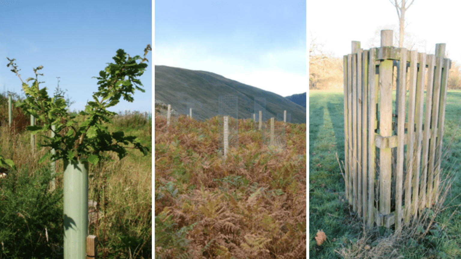 Tree protection – thinking about risks and opportunities – Forestry ...