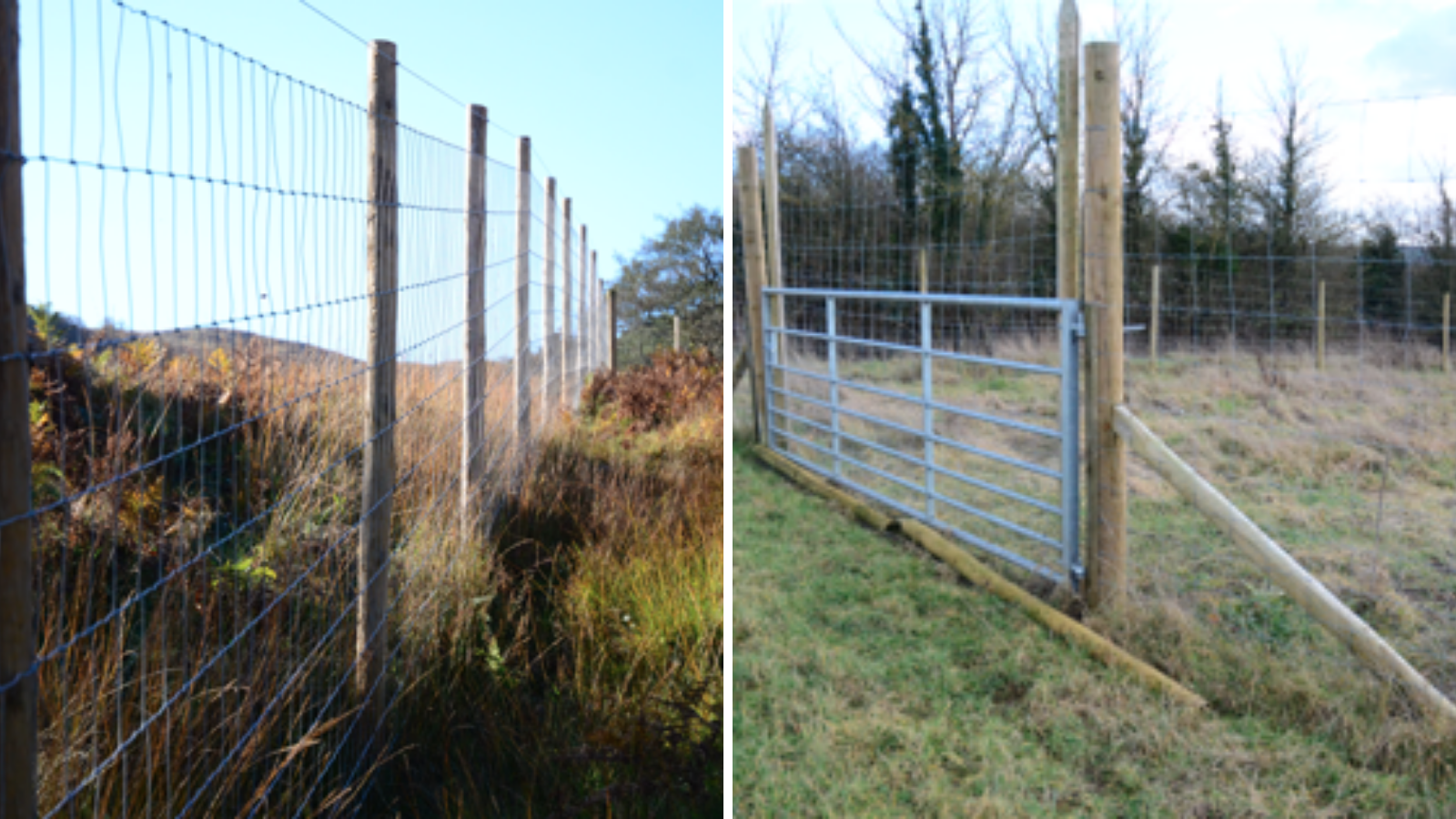 Tree protection – thinking about risks and opportunities – Forestry ...