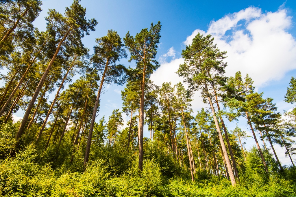 Better biosecurity for nurseries and our future woodlands – Forestry ...