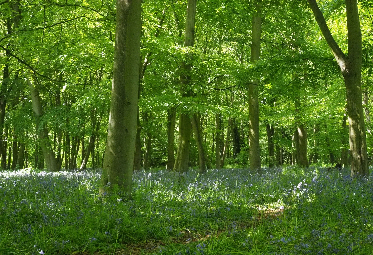 Defra, Forestry Commission, Natural England and the Woodland Trust ...