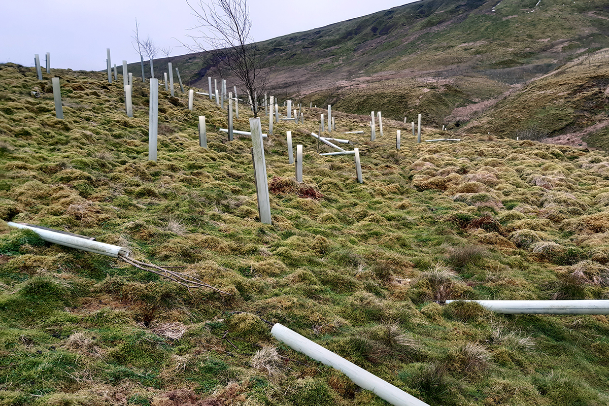 Proper Tree Planting On Slope Pictures 215 Planting Trees Slope Stock