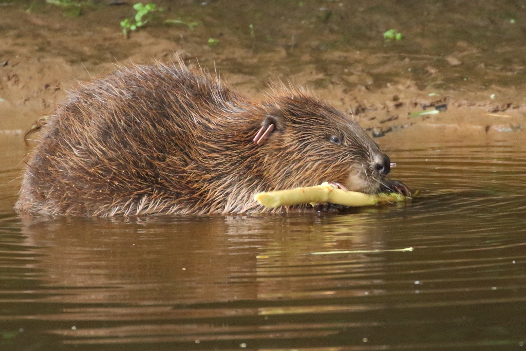 How beavers and trees can support our waterways – Forestry Commission