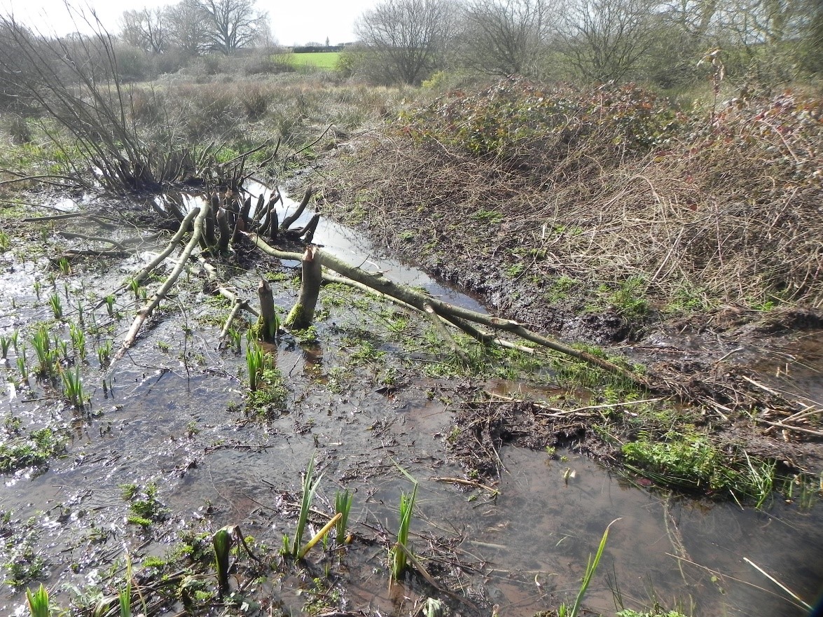 How beavers and trees can support our waterways – Forestry Commission
