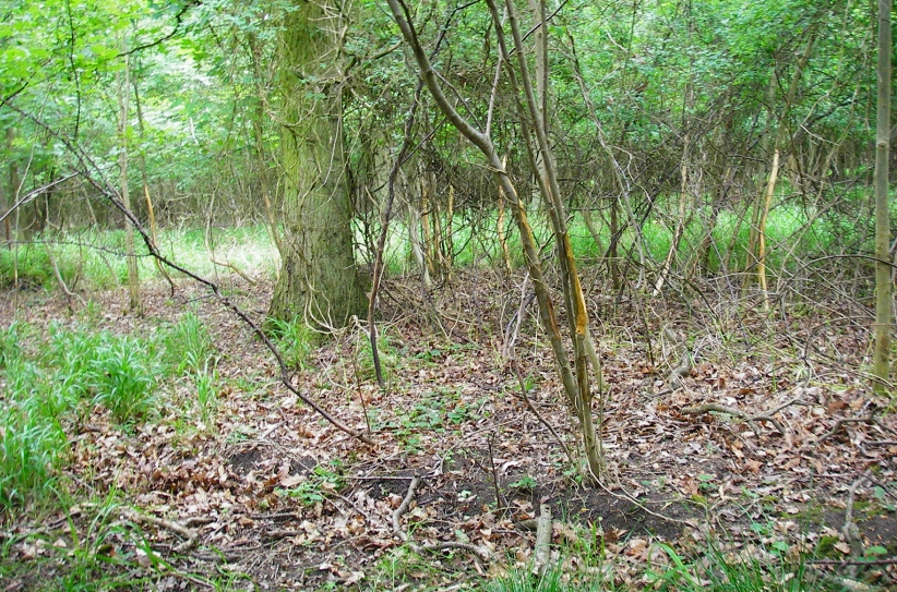 Reducing the impact of deer on the natural environment – consultation ...