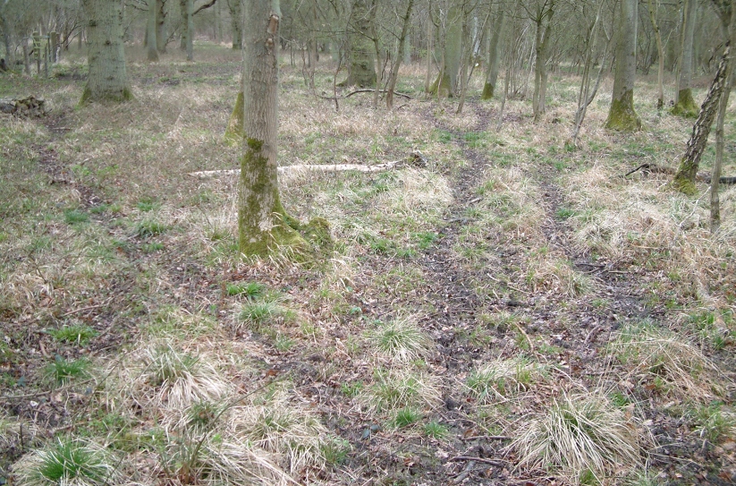 Reducing the impact of deer on the natural environment – consultation ...