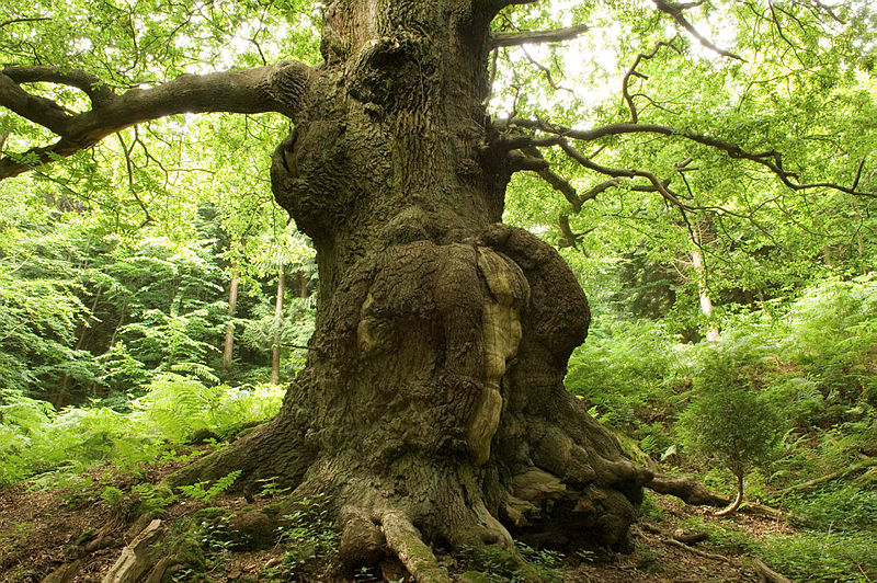 Why woods are so important for nature – Forestry Commission