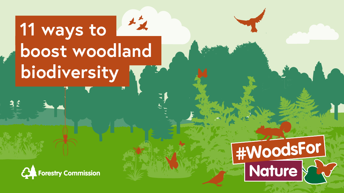 Boost biodiversity with your woodland design – Forestry Commission