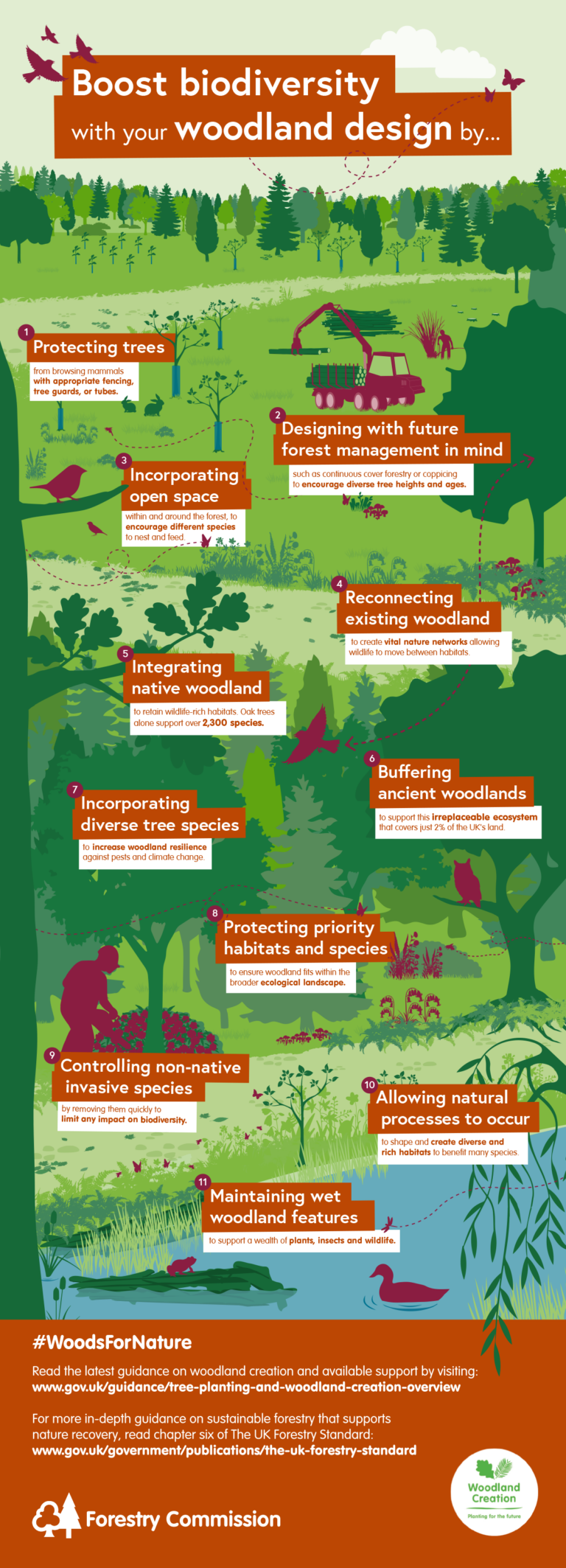 Boost biodiversity with your woodland design – Forestry Commission