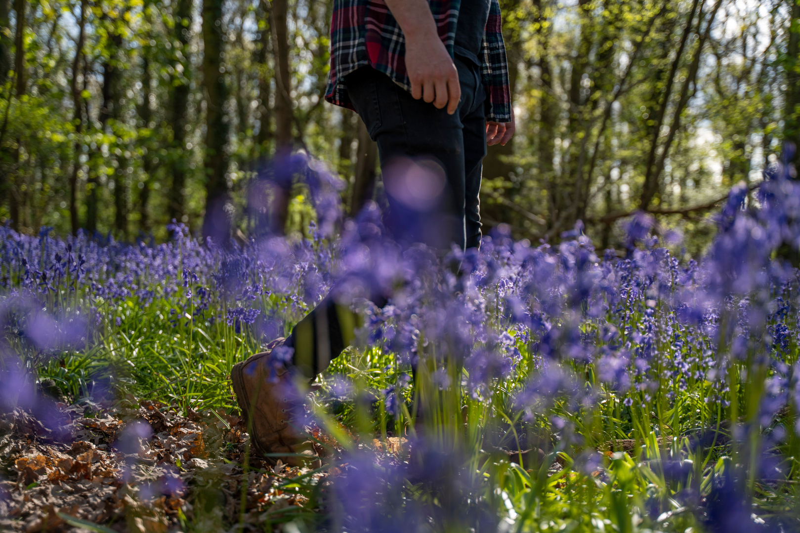 Want to help protect our trees? Find out what you can do with simple ...