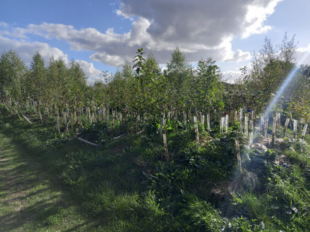 Trees on farms: success stories for nature and people – Forestry Commission
