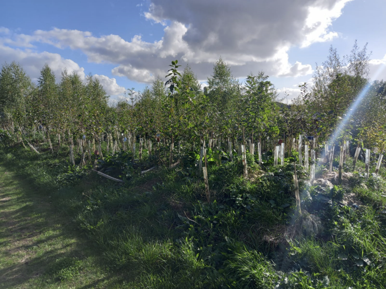 Trees on farms: success stories for nature and people – Forestry Commission