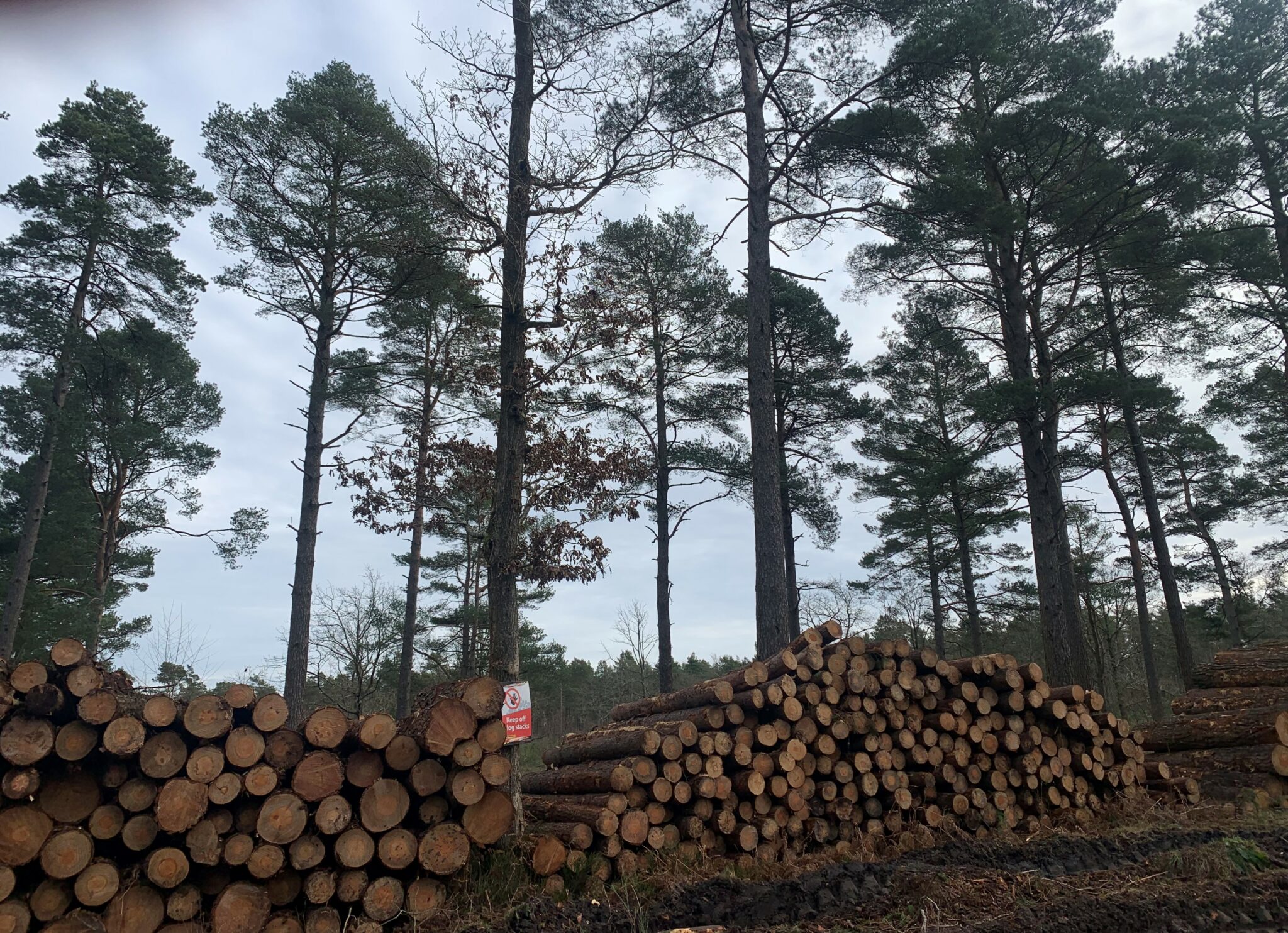 Woods into Management Forestry Innovation Funds: 2022 successful ...