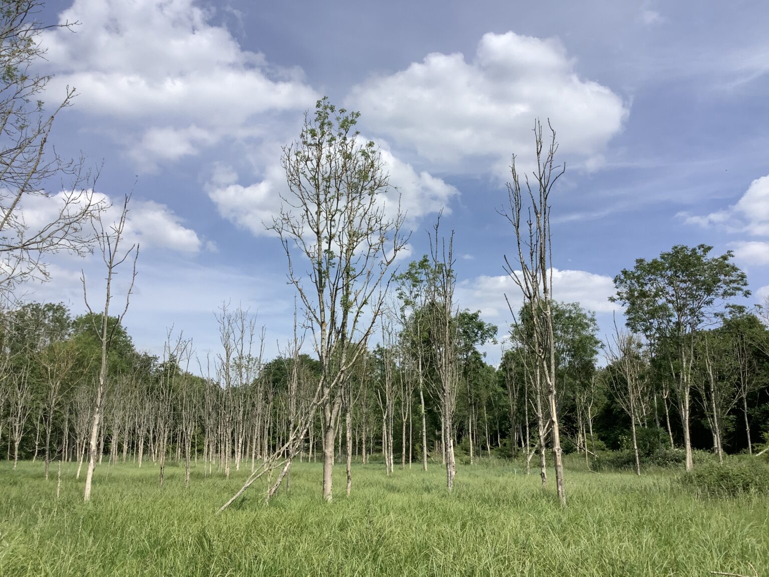 Reflecting on a decade of ash dieback response in the UK – Forestry ...
