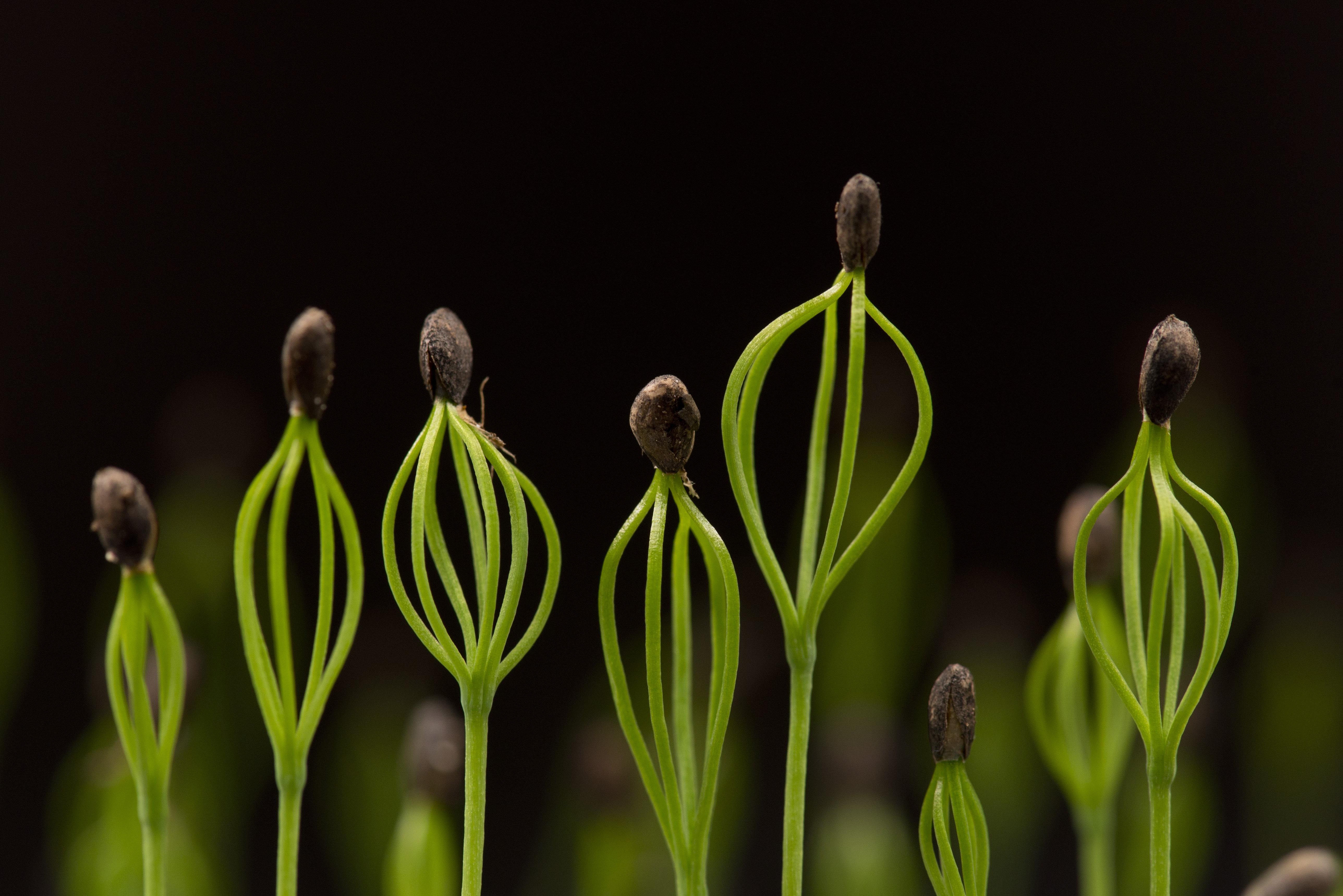 Tree Production Innovation Fund: 2022 successful applicants – Forestry ...