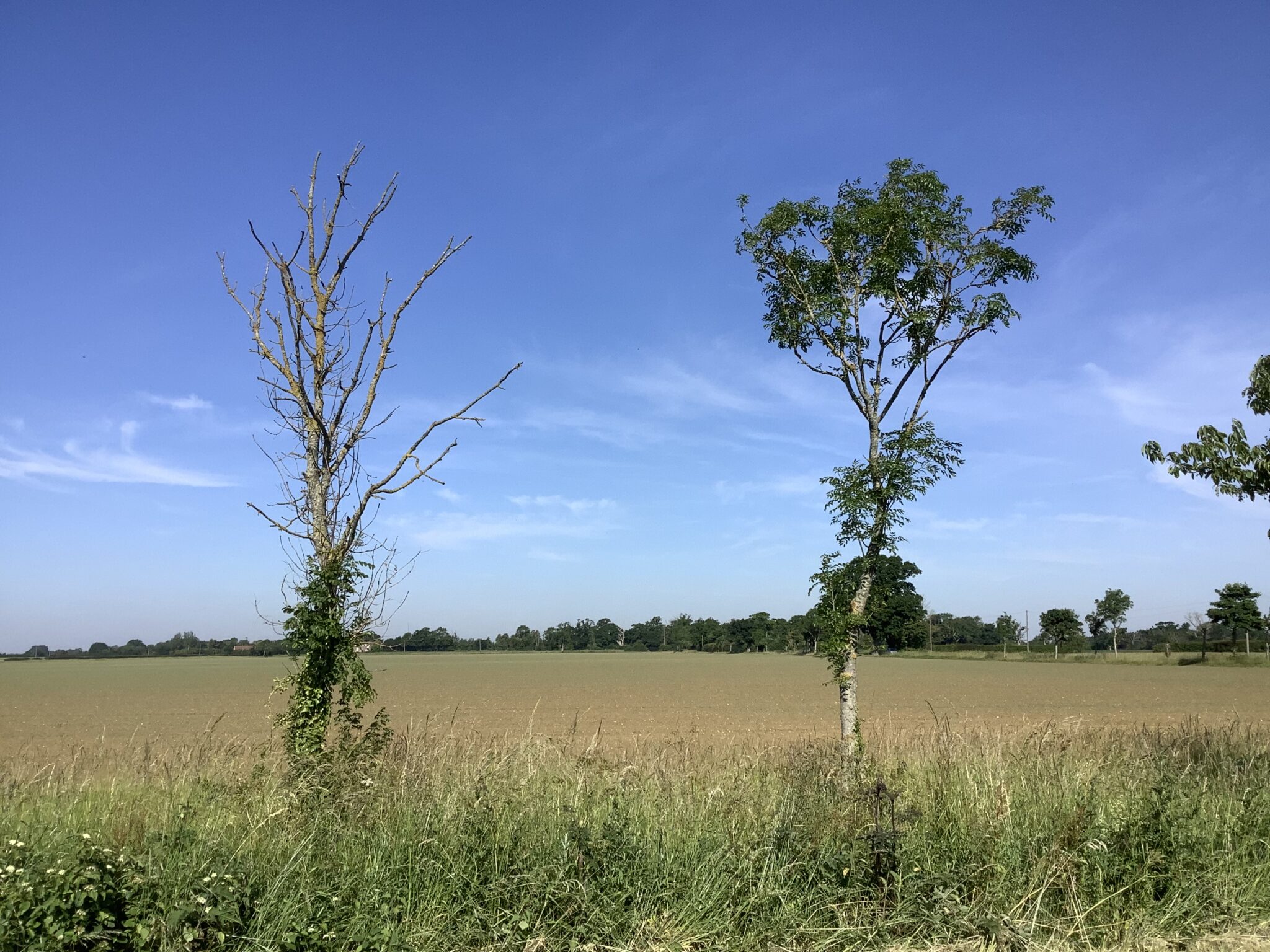 Reflecting on a decade of ash dieback response in the UK – Forestry ...