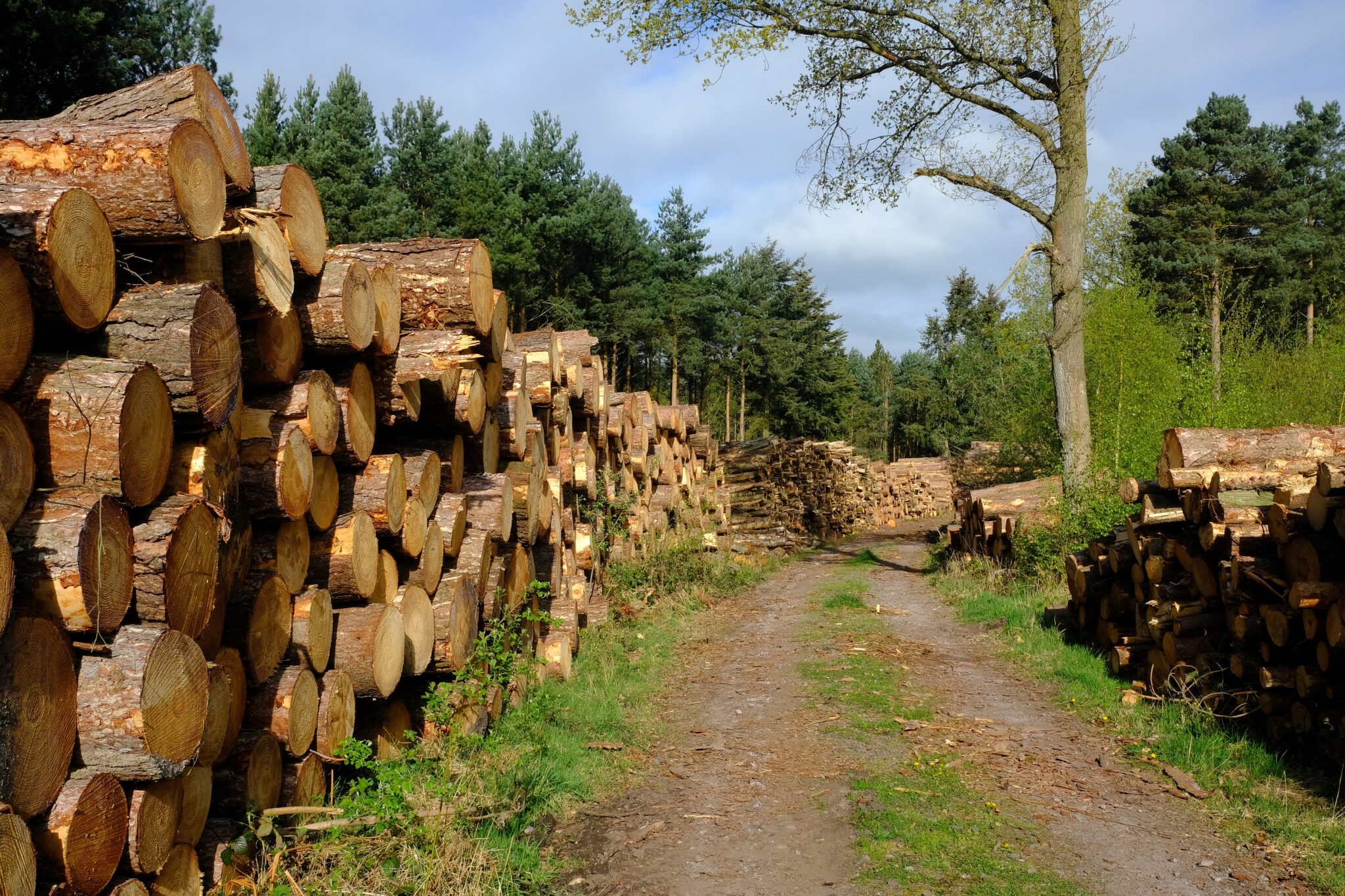 How trees can stack up to help your farm business diversify – Forestry ...