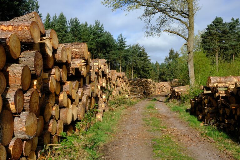 How trees can stack up to help your farm business diversify – Forestry ...