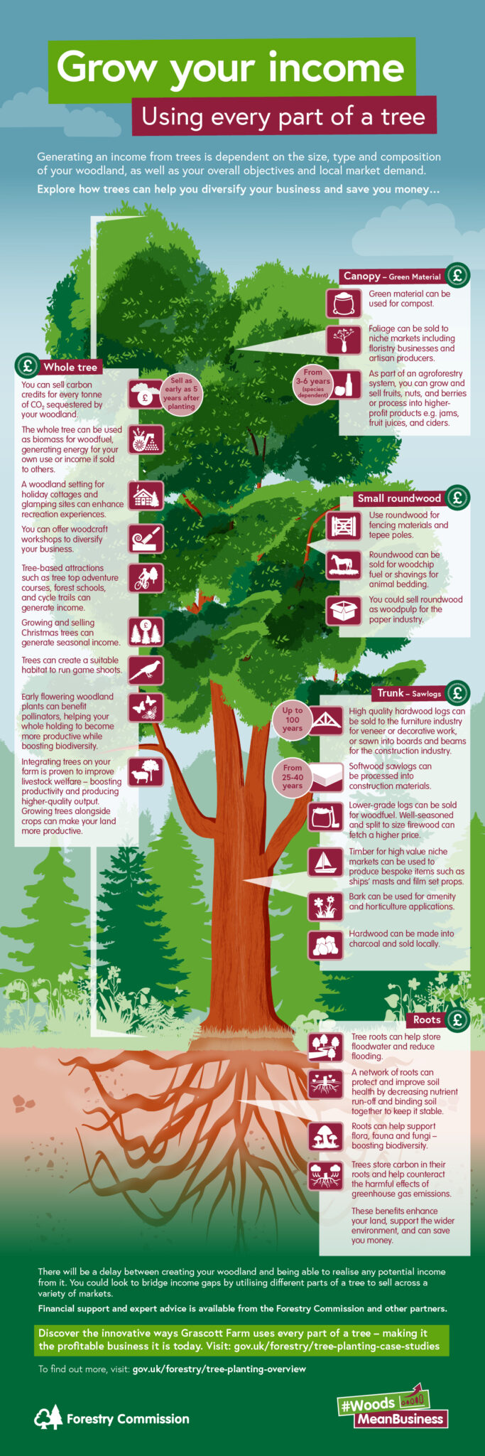 Grow your income using every part of a tree – Forestry Commission