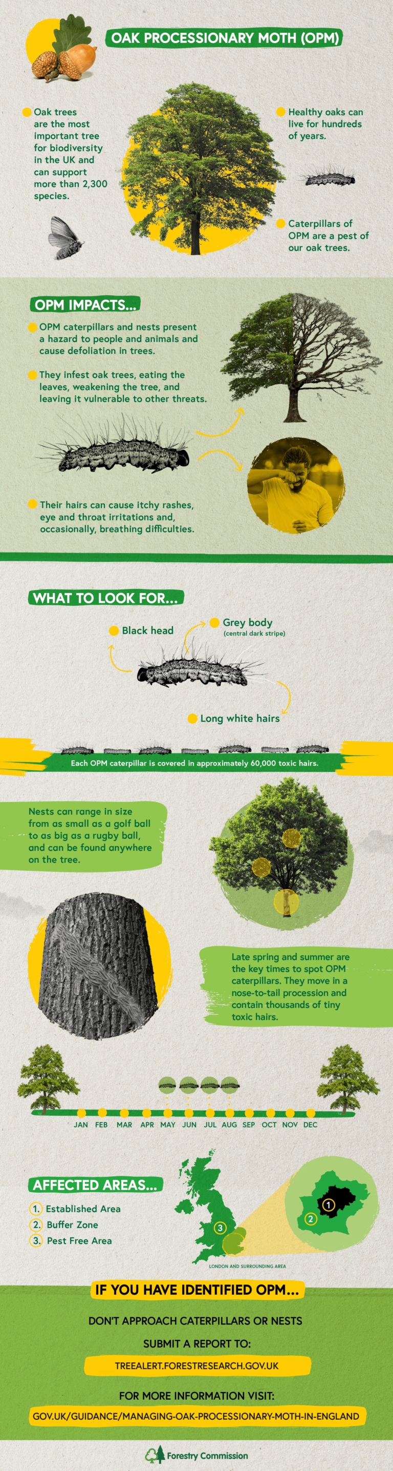 Oak Processionary Moth Id And Action Forestry Commission 7942