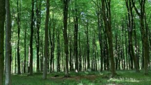 Why woodland management matters – Forestry Commission