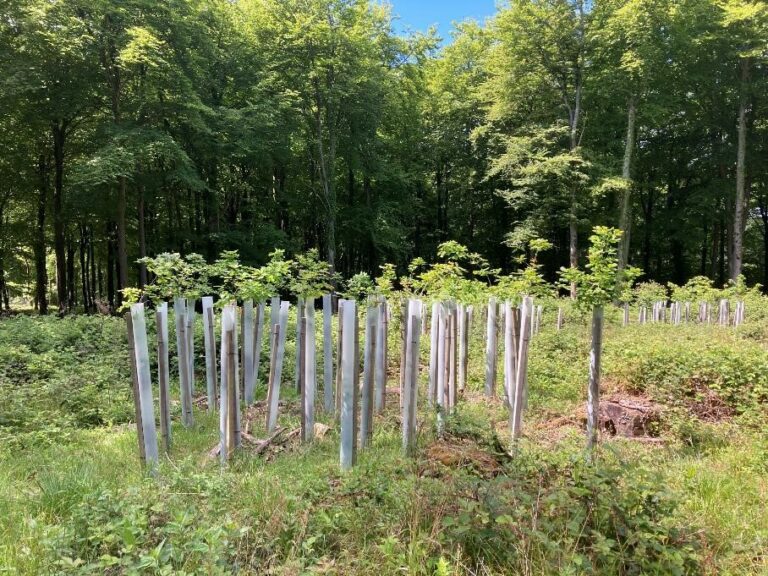 Why woodland management matters – Forestry Commission