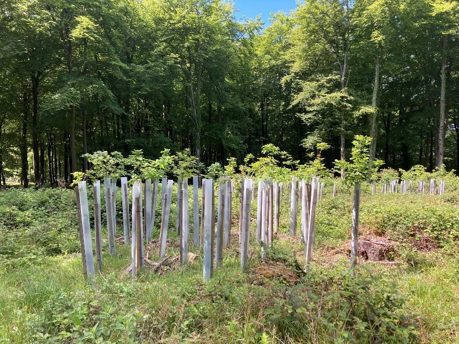 Why woodland management matters – Forestry Commission