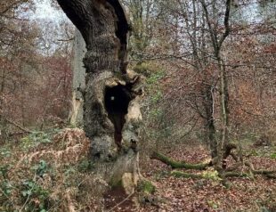 Why woodland management matters – Forestry Commission
