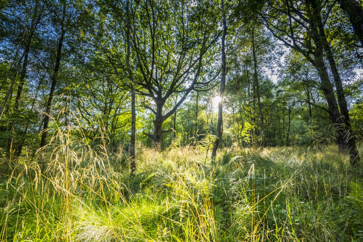 Exploring ways of investing in nature – Forestry Commission