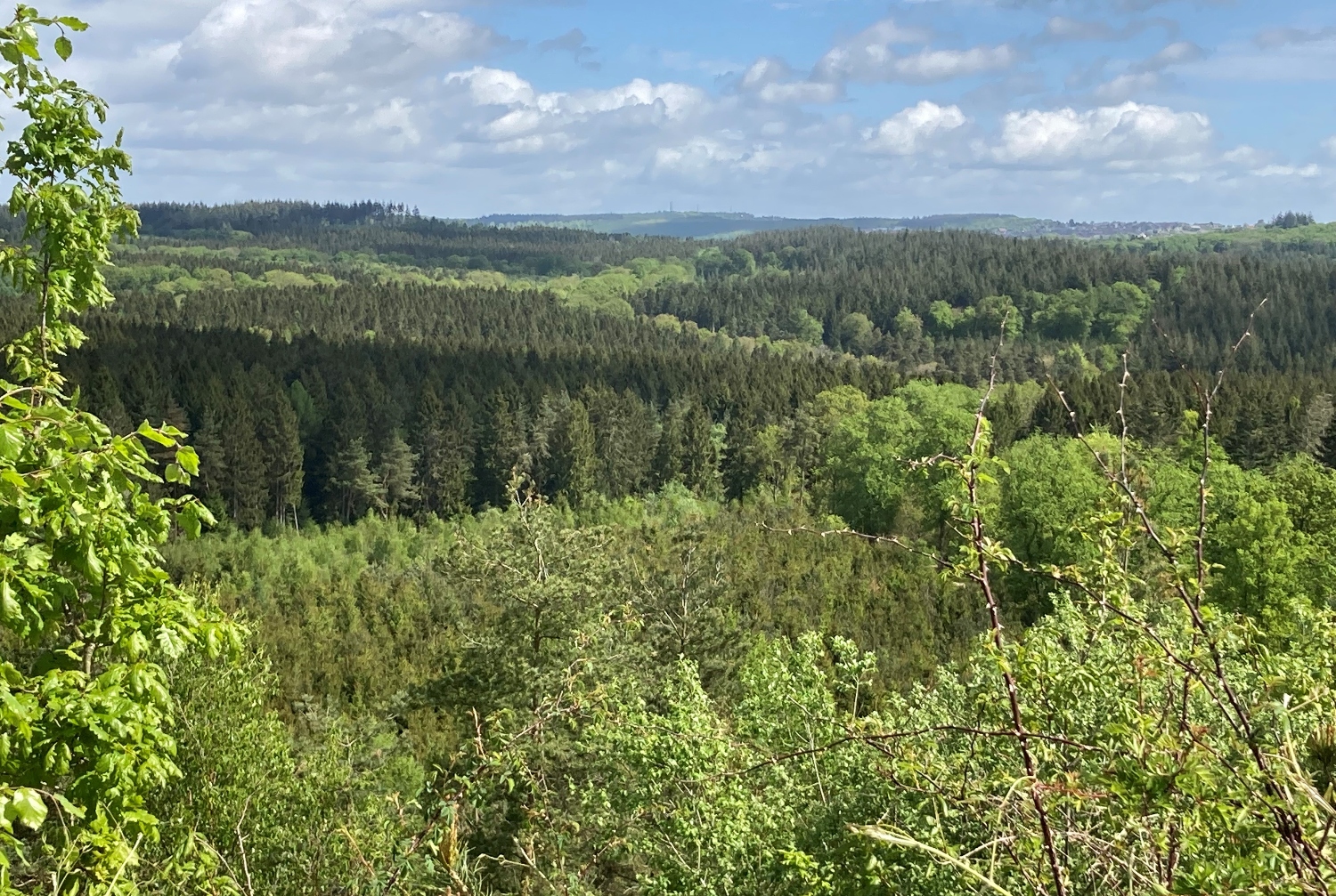 The UK Forestry Standard Review – Forestry Commission