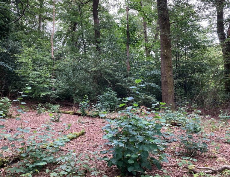 The UK Forestry Standard Review – Forestry Commission