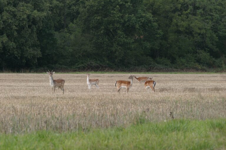 Deer – Forestry Commission