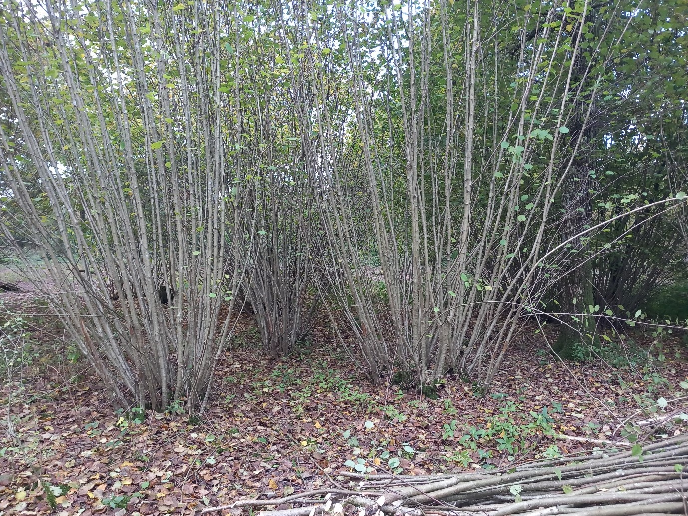 Is coppicing right for my woodland? – Forestry Commission