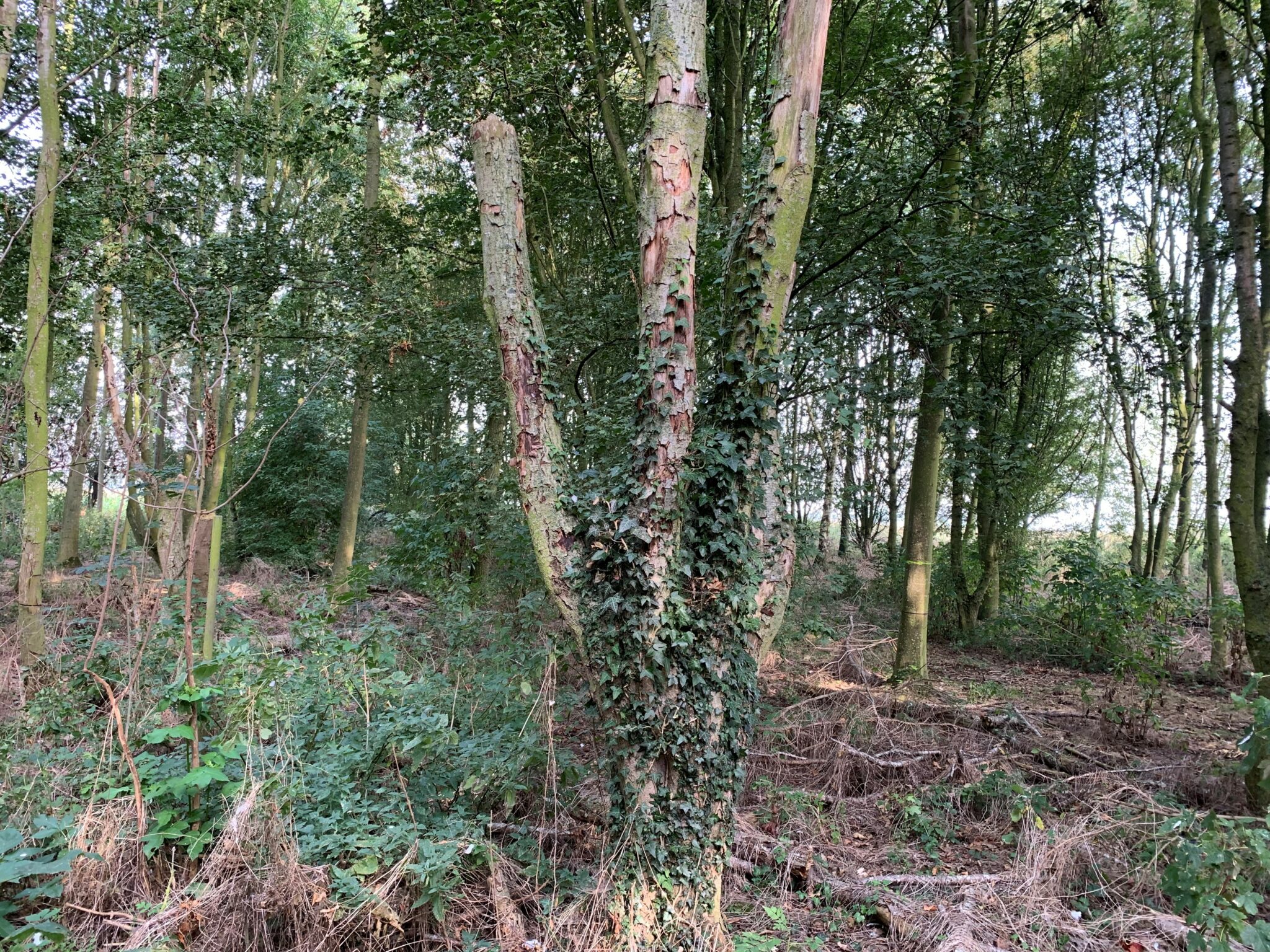 Girdling at Bullens Wood – a management technique to thin trees ...