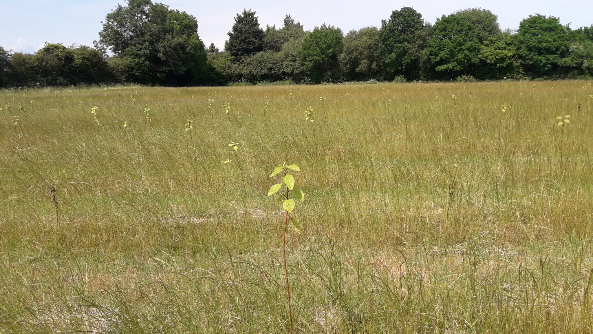 Supporting seed supply across the nation’s forests and beyond ...