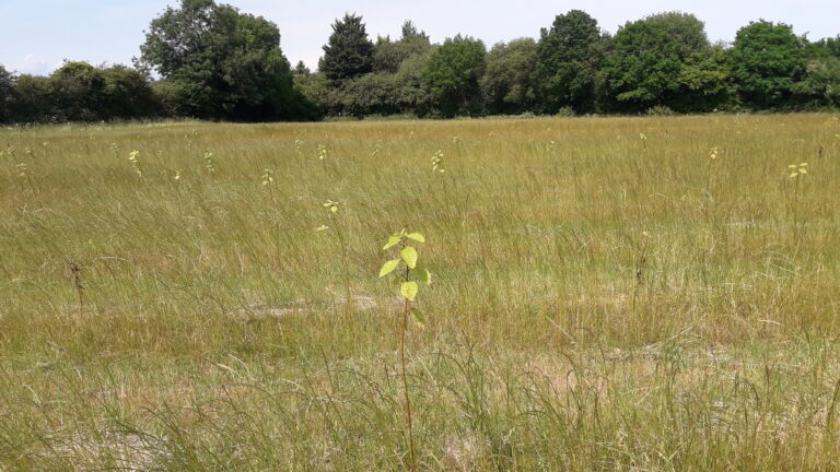 Supporting seed supply across the nation’s forests and beyond ...