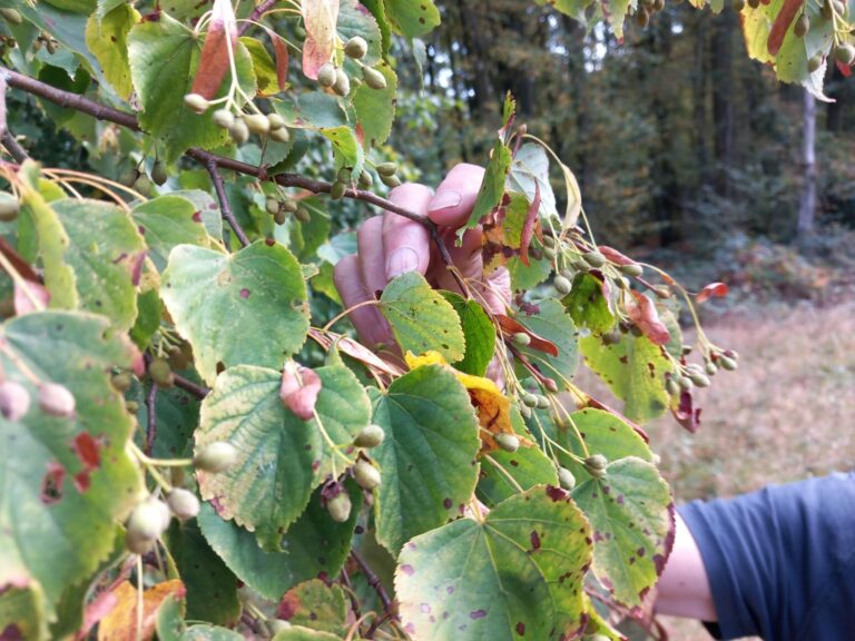 Supporting seed supply across the nation’s forests and beyond ...