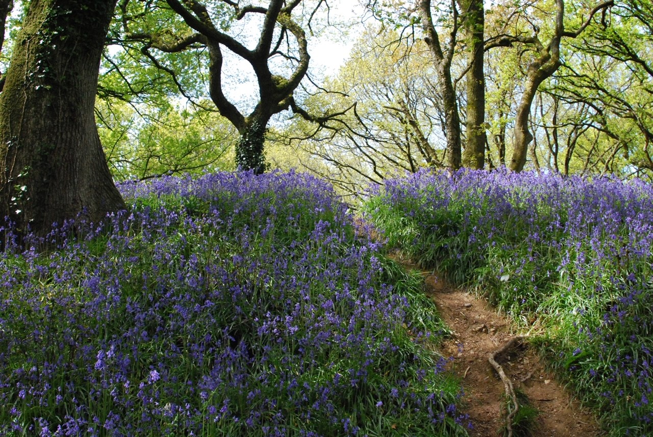 Why woodland management is key to nature recovery – Forestry Commission