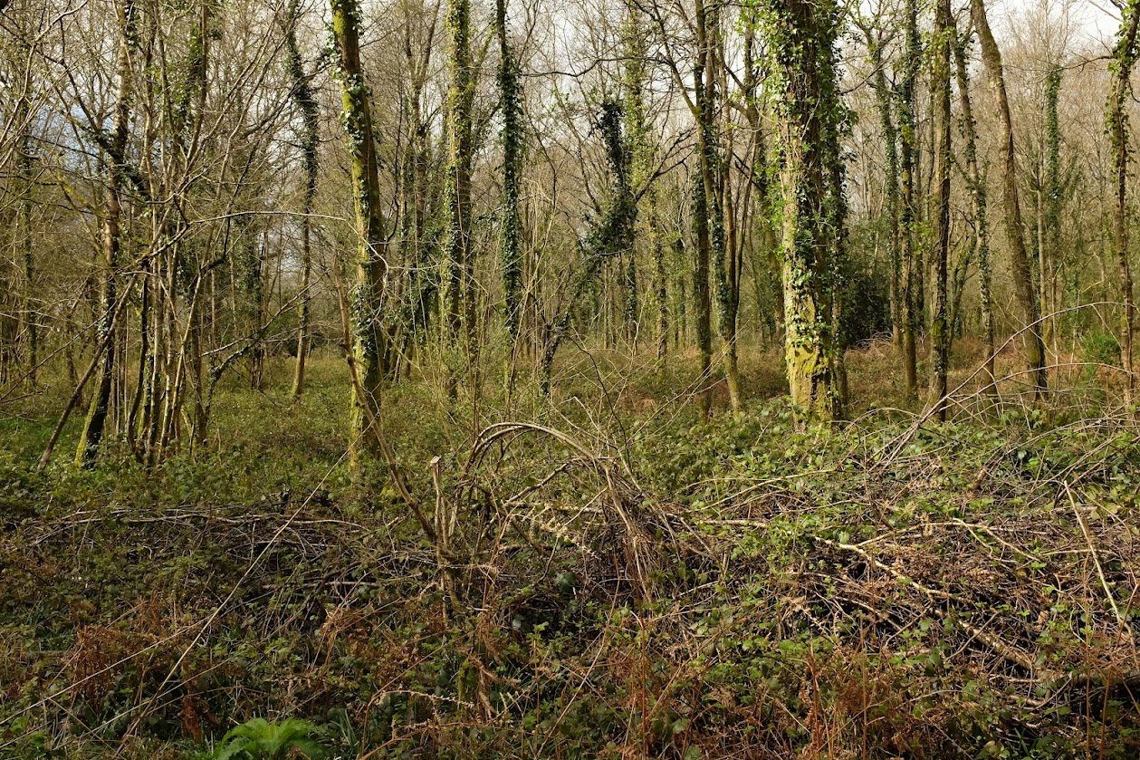 Working together to meet government targets for tree planting in ...