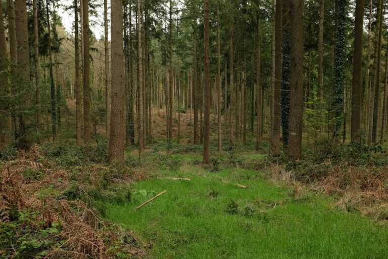 Working together to meet government targets for tree planting in ...