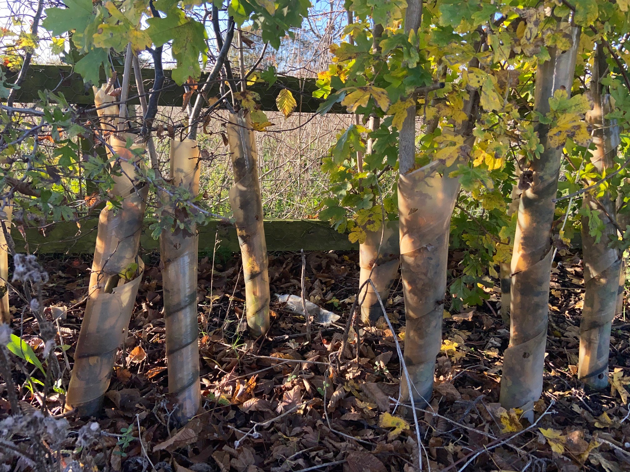 Tackling plastics in woodland creation – Forestry Commission